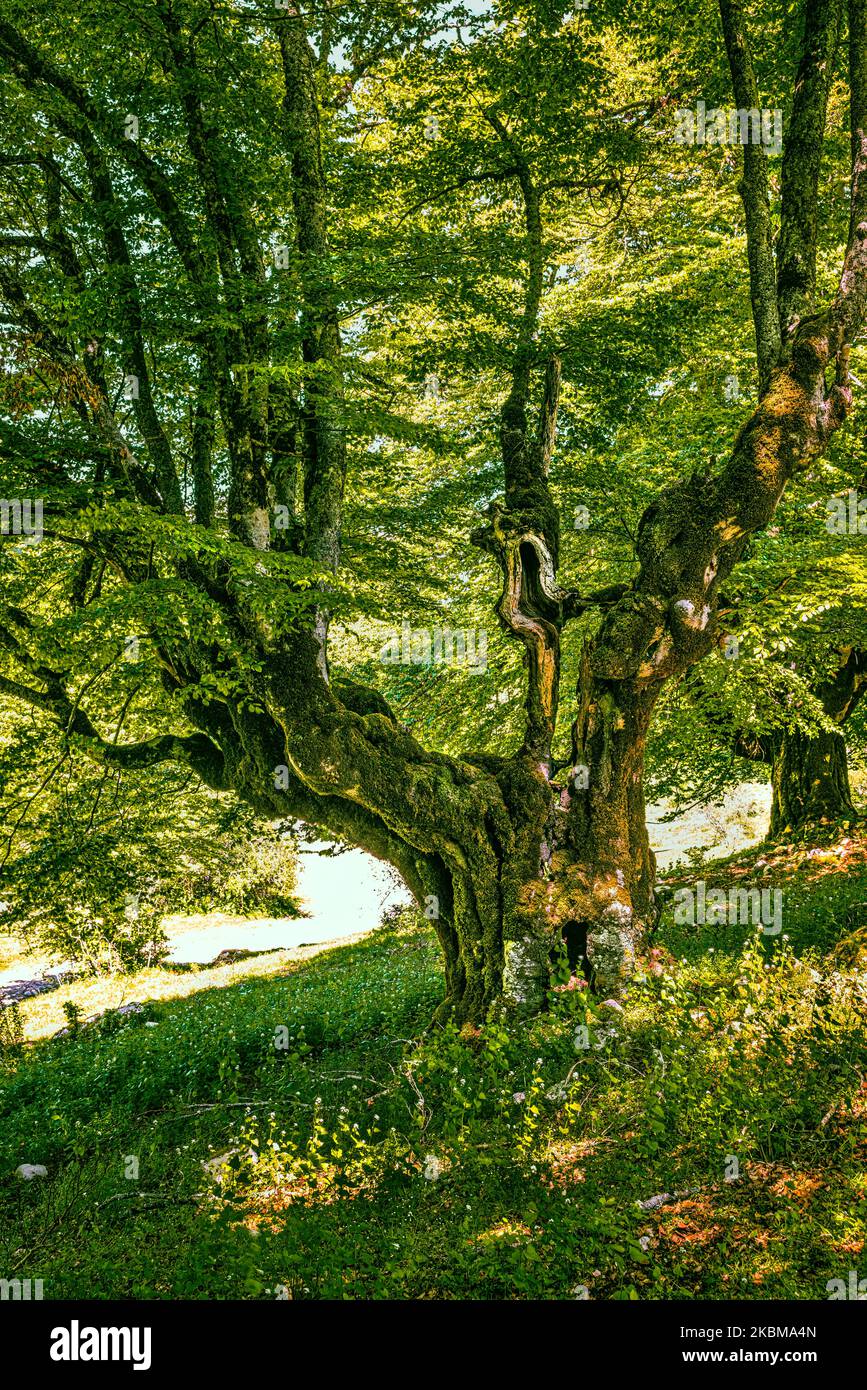 Old beech trees in an ancient forest in the National Park of Abruzzo ...