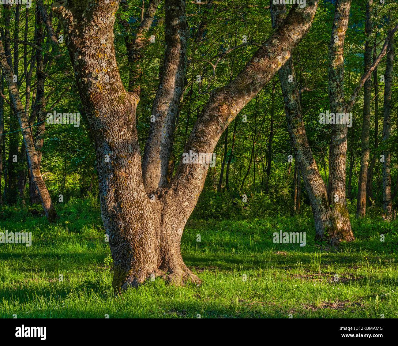 Willow tree forest in the wetland of Lake Barrea in the Abruzzo, Lazio ...