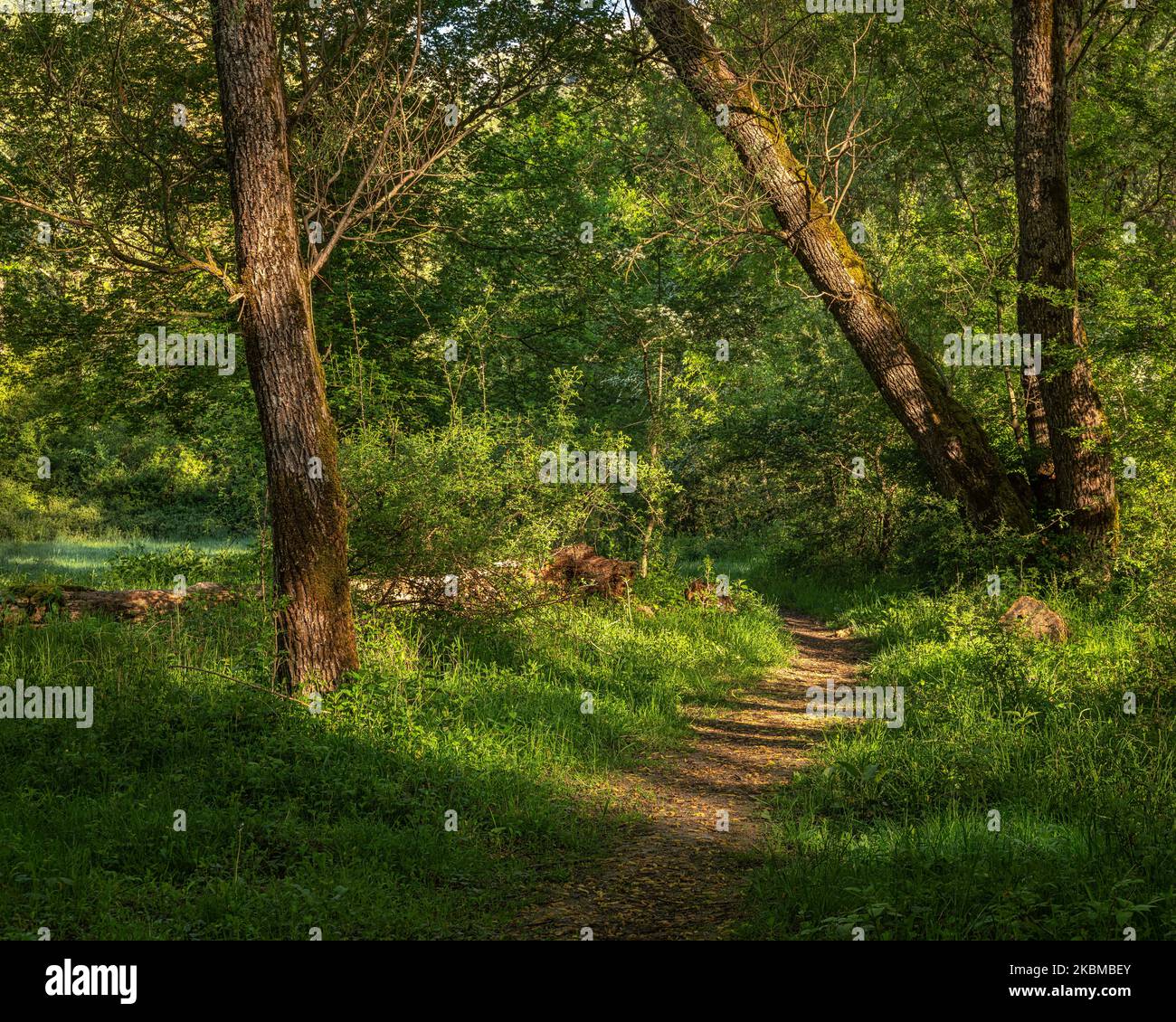 Path between willow trees and green meadows illuminated by the warm ...