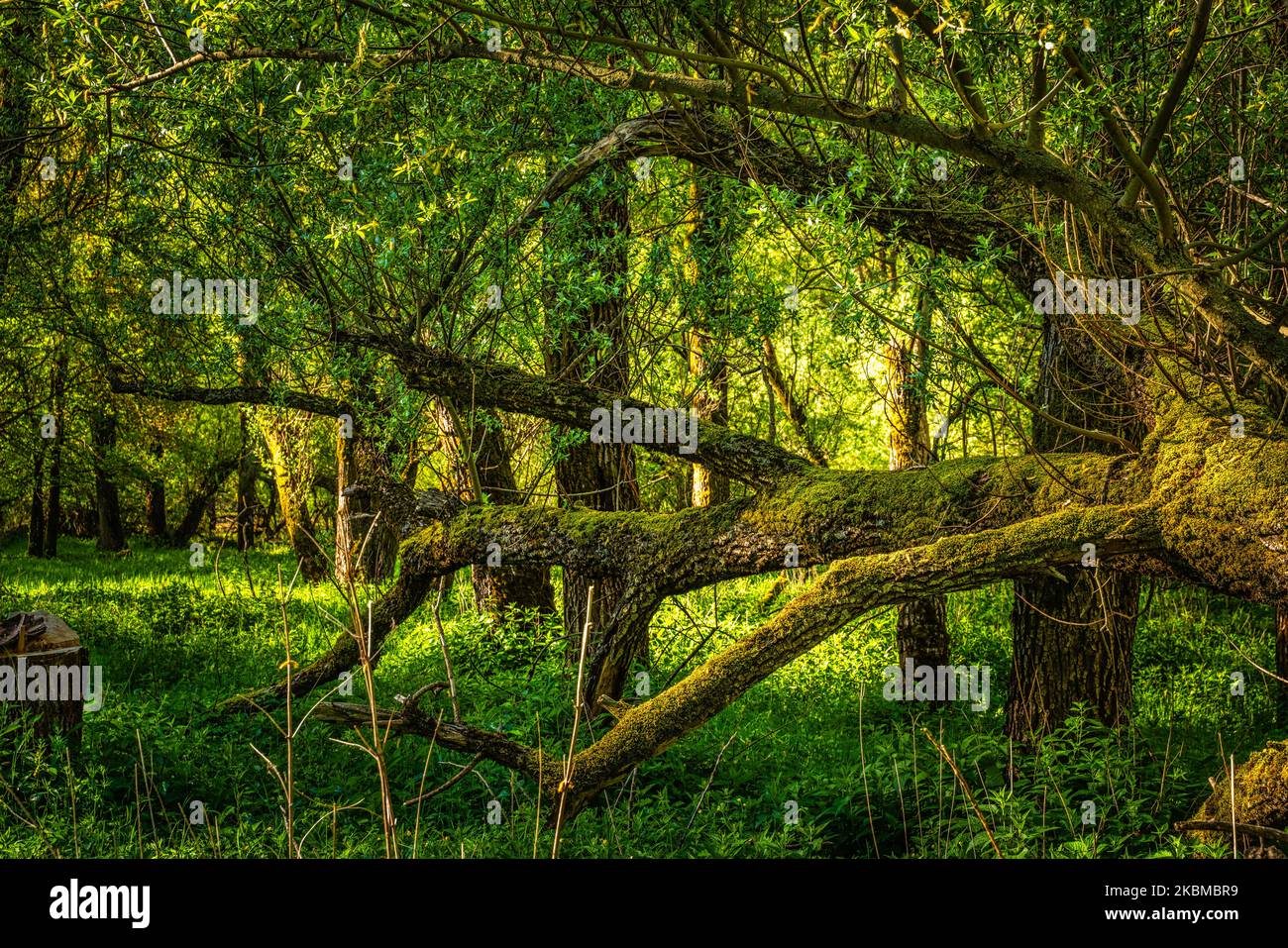 Willow tree forest in the wetland of Lake Barrea in the Abruzzo, Lazio ...