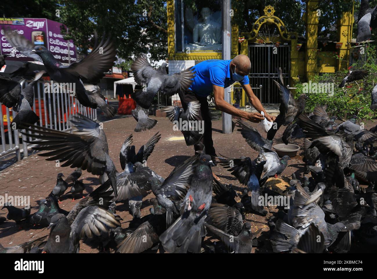 A Sri Lankan man wearing a protective face mask feeds hungry pigeons in ...