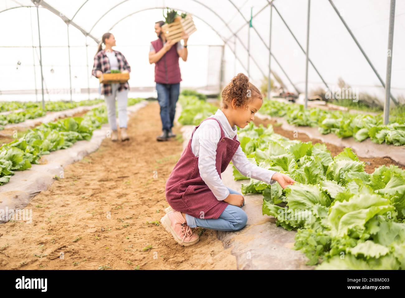 Child, vegetables in garden and greenhouse farm learning about organic ...
