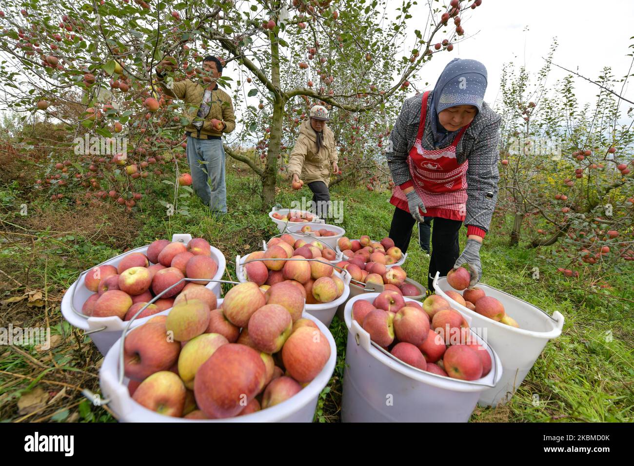 Weining, China's Guizhou Province. 3rd Nov, 2022. Farmers pick apples ...