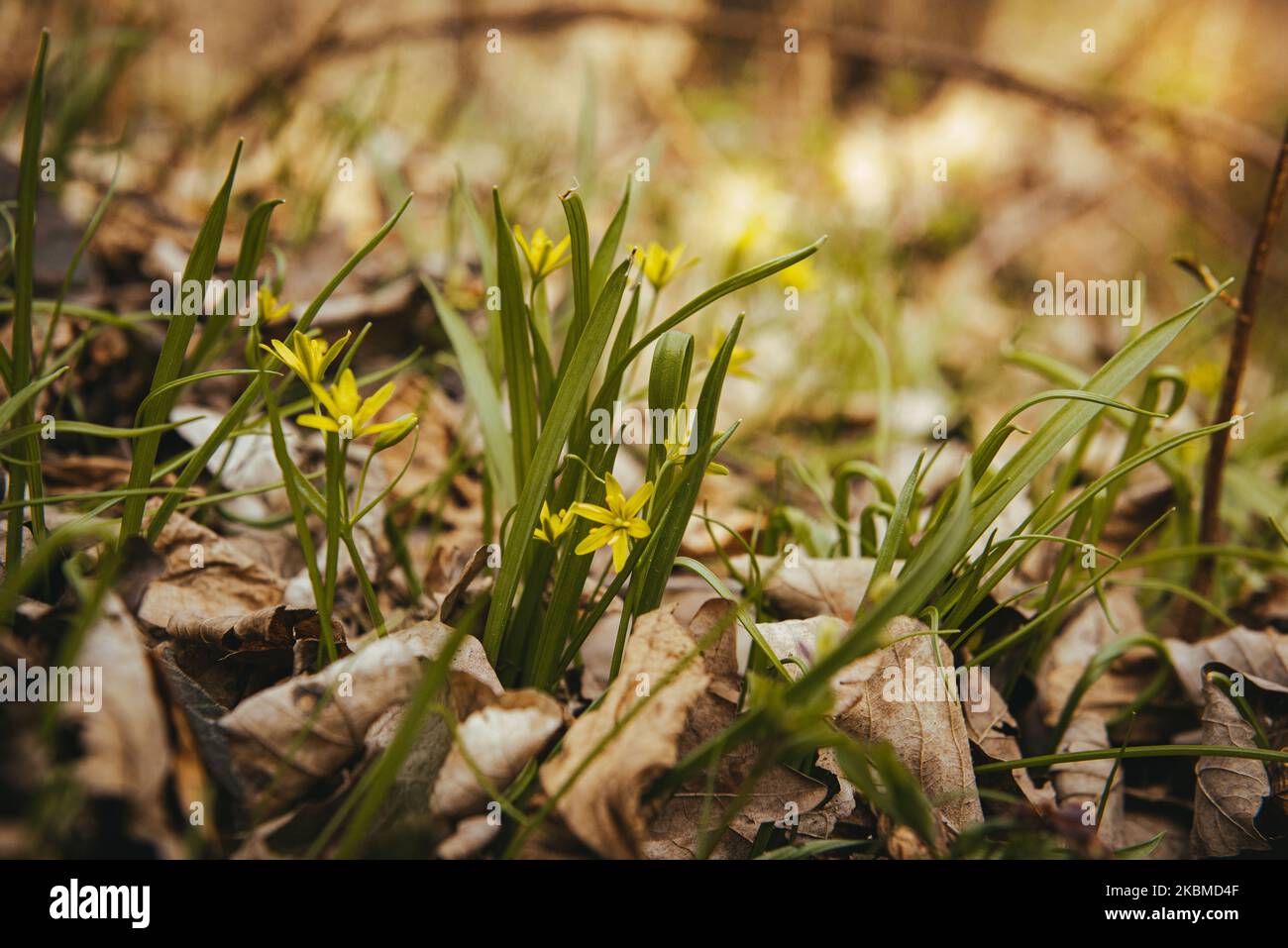 Forest plants in the autumn environment fall nth ch from the trees of ...