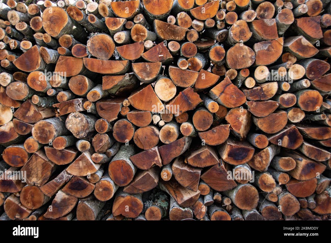 Recent stack of wood in the forest. Piles of logs cut for firewood as ...