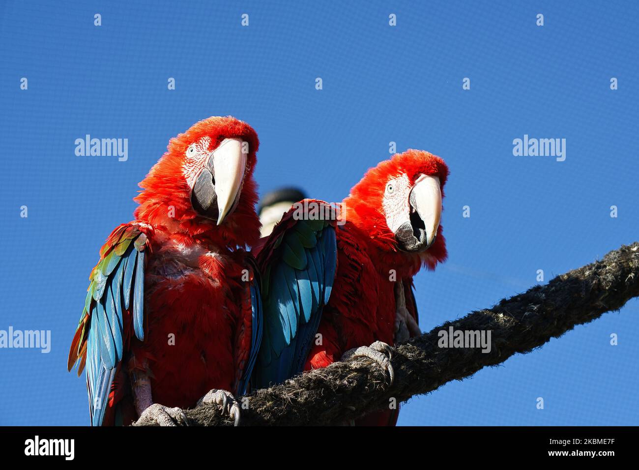 Portrait of two red macaws on a branch. The parrot bird is an ...
