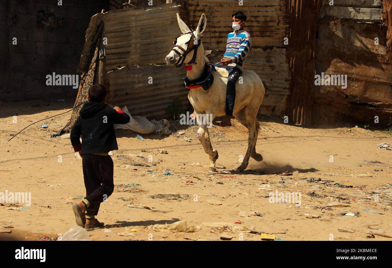 Donkey wearing donkey mask in hi-res stock photography and images - Alamy