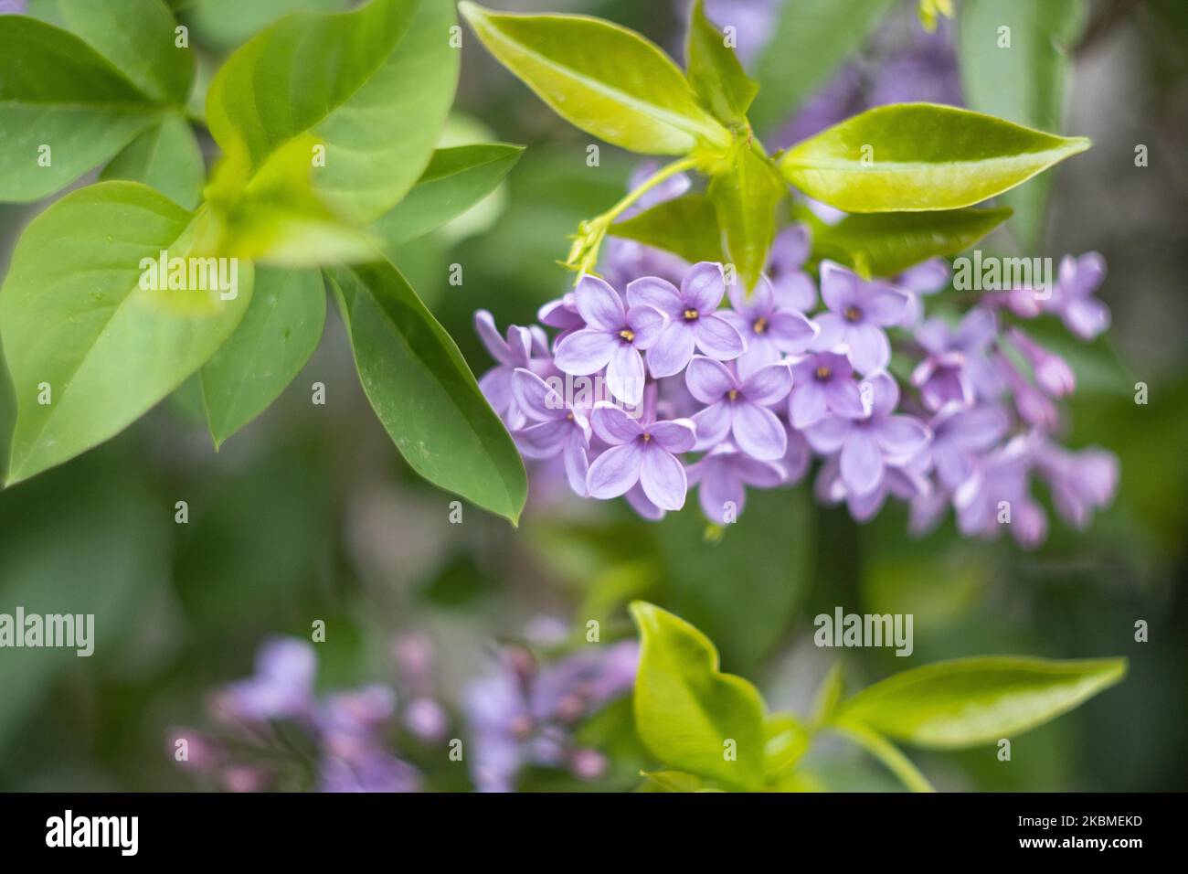 Common Lilac scientifically known as Syringa vulgaris blossoms of the ...