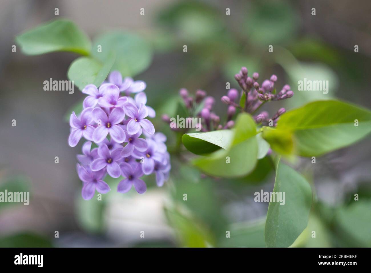 Common Lilac scientifically known as Syringa vulgaris blossoms of the ...