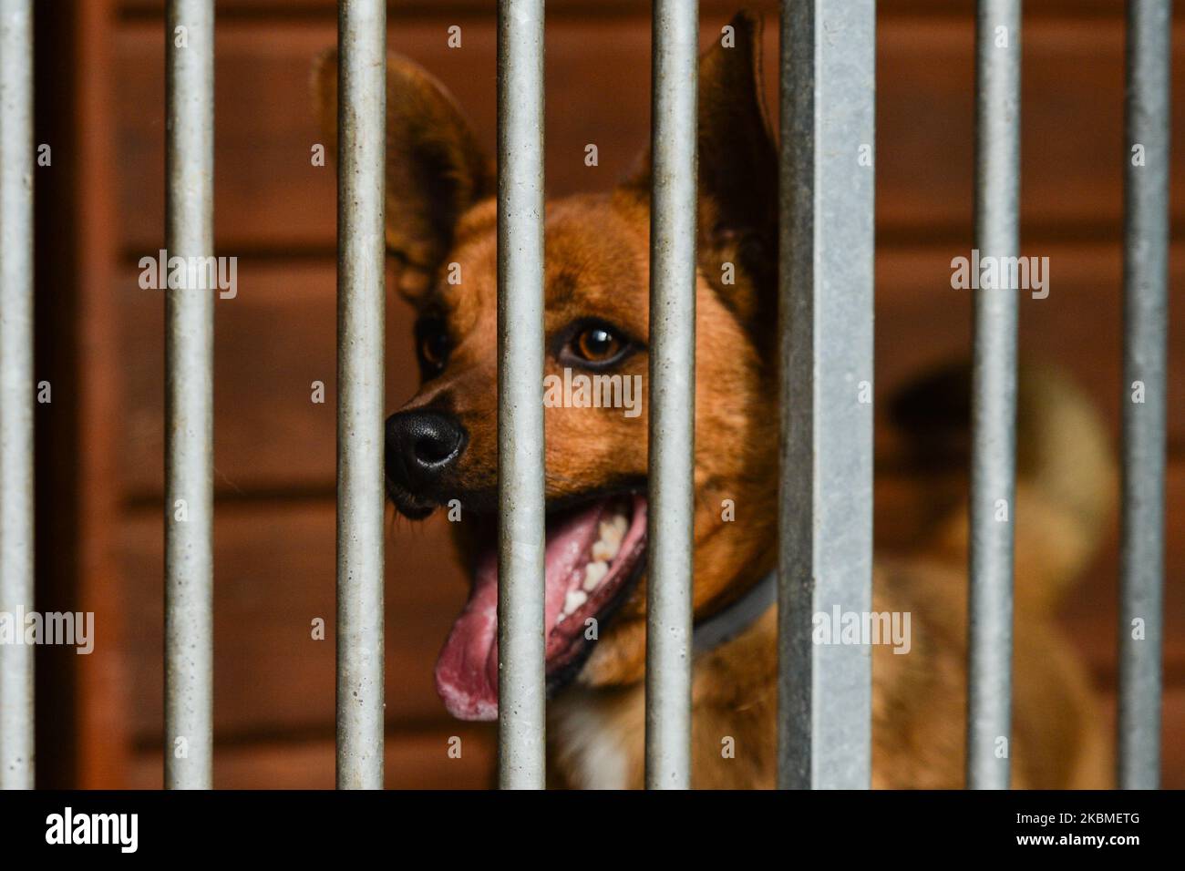 Provides protection from dogs hi-res stock photography and images - Alamy