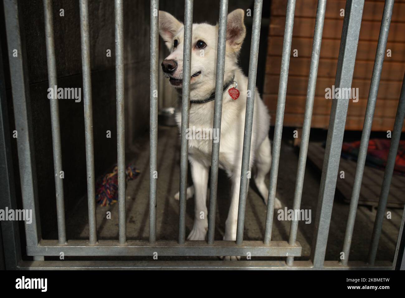 Provides protection from dogs hi-res stock photography and images - Alamy