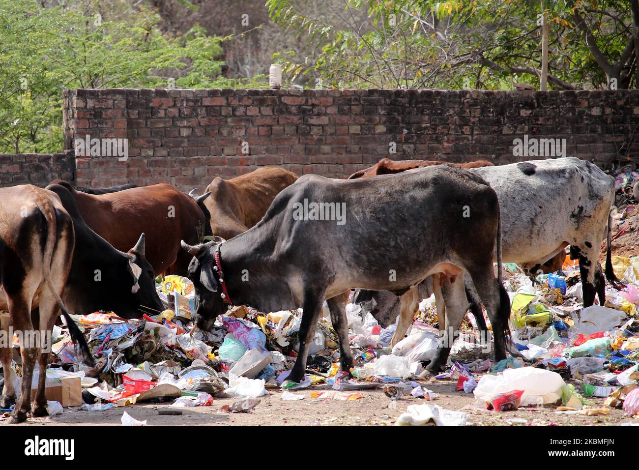 Cows eat plastic at a garbage dump in Ajmer, Rajasthan, India on 16 ...