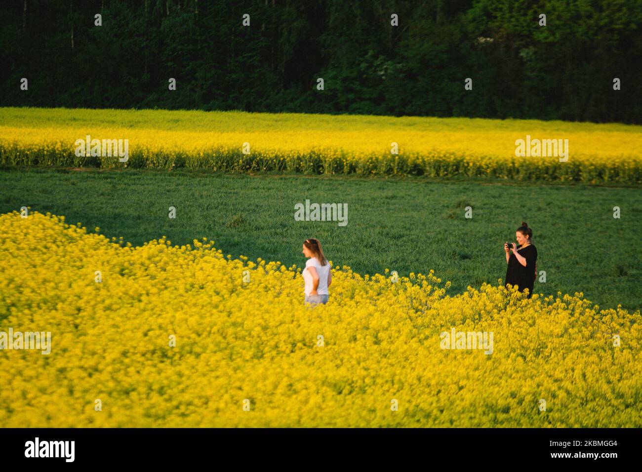 Two visitors take photographs at the fully bloomed rapeseed field in ...