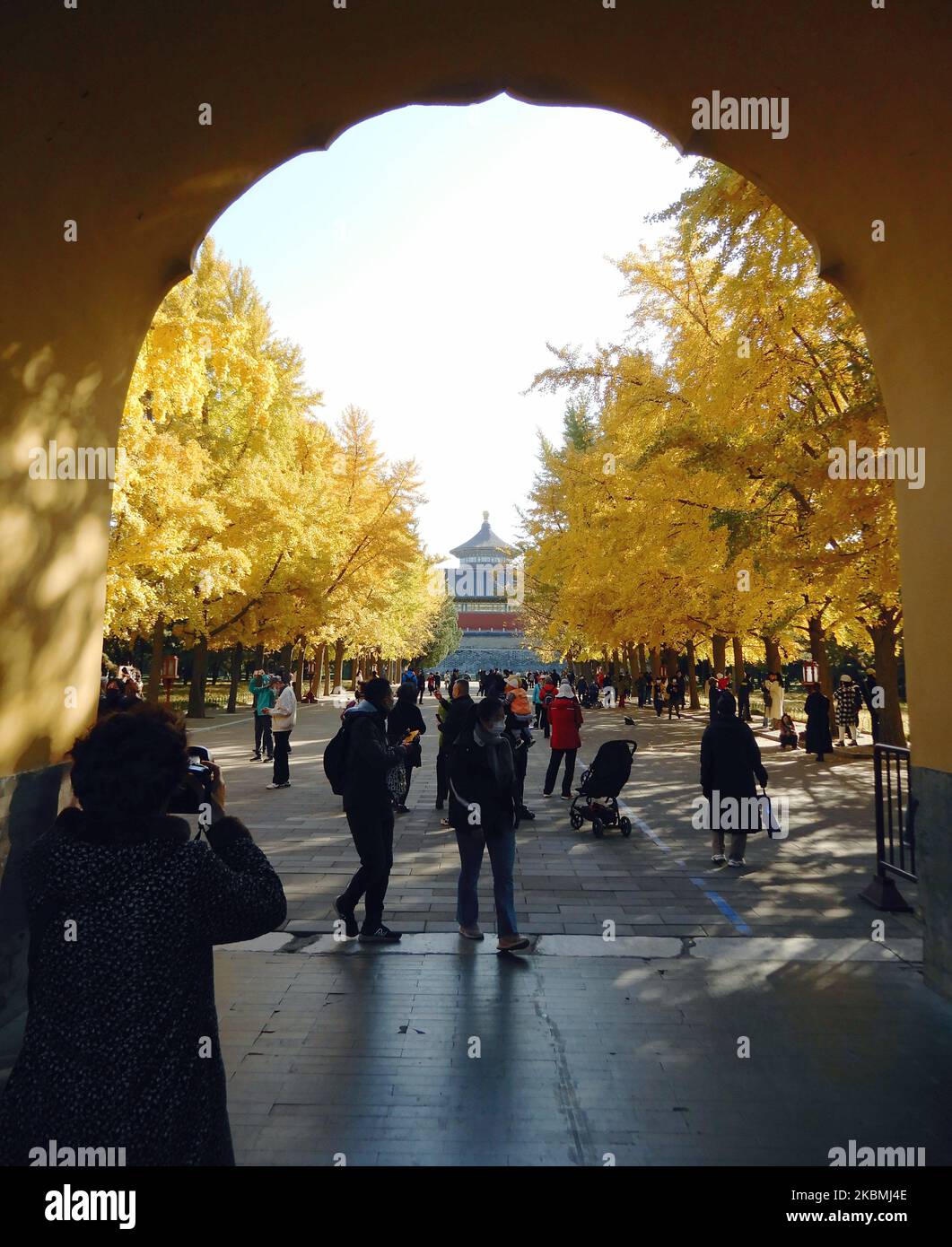 Autumn views in the Temple of Heaven Park gingko avenue, Beijing, China ...