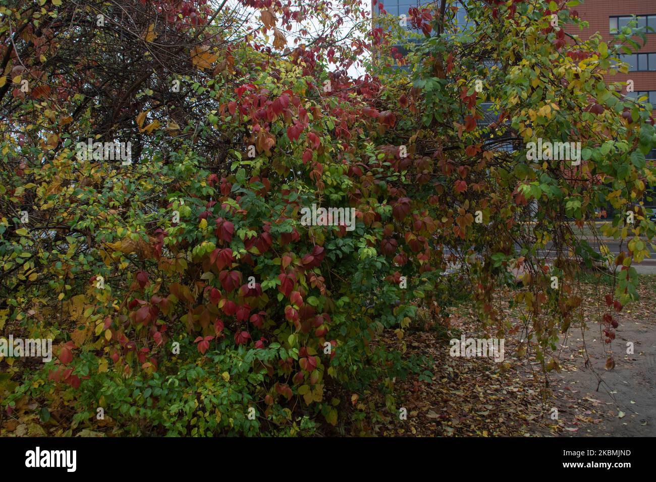 Bush png hi-res stock photography and images - Alamy