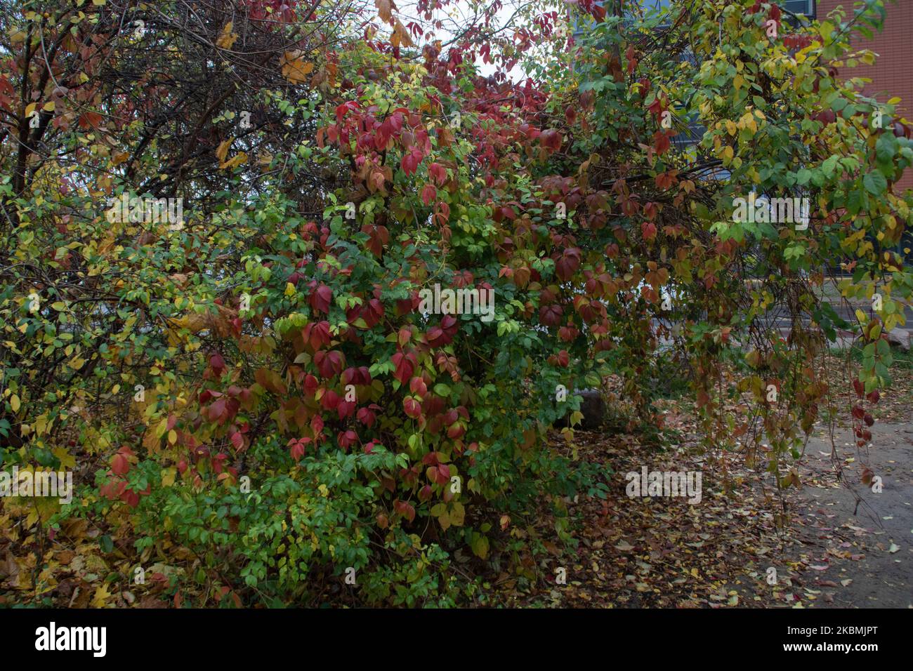 photo a bush stands by the road in the fall Stock Photo - Alamy