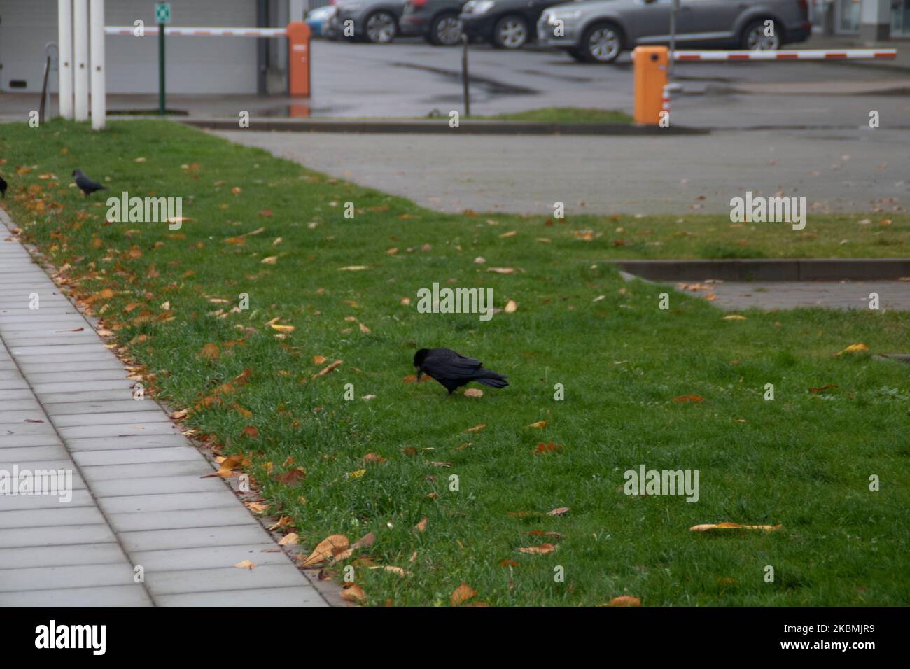 Black crow image hi-res stock photography and images - Alamy