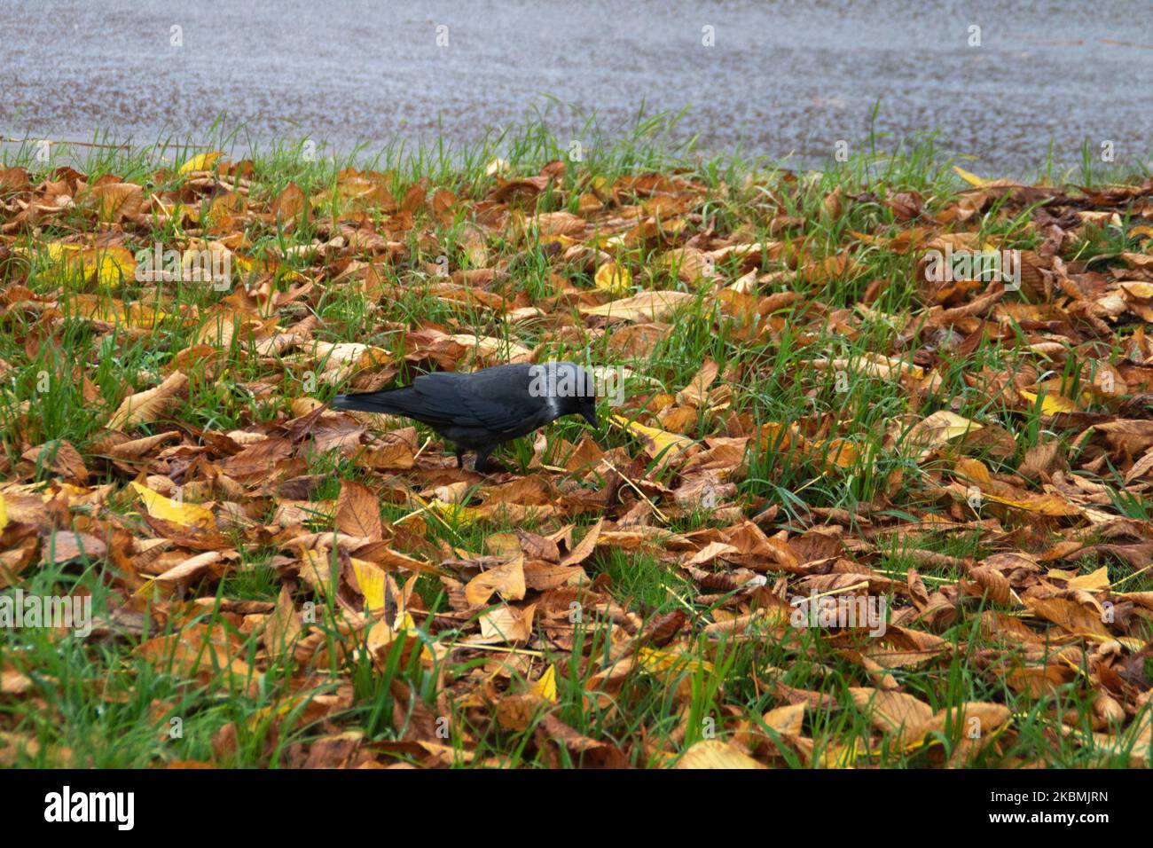 Close up photo of a crow hi-res stock photography and images - Alamy