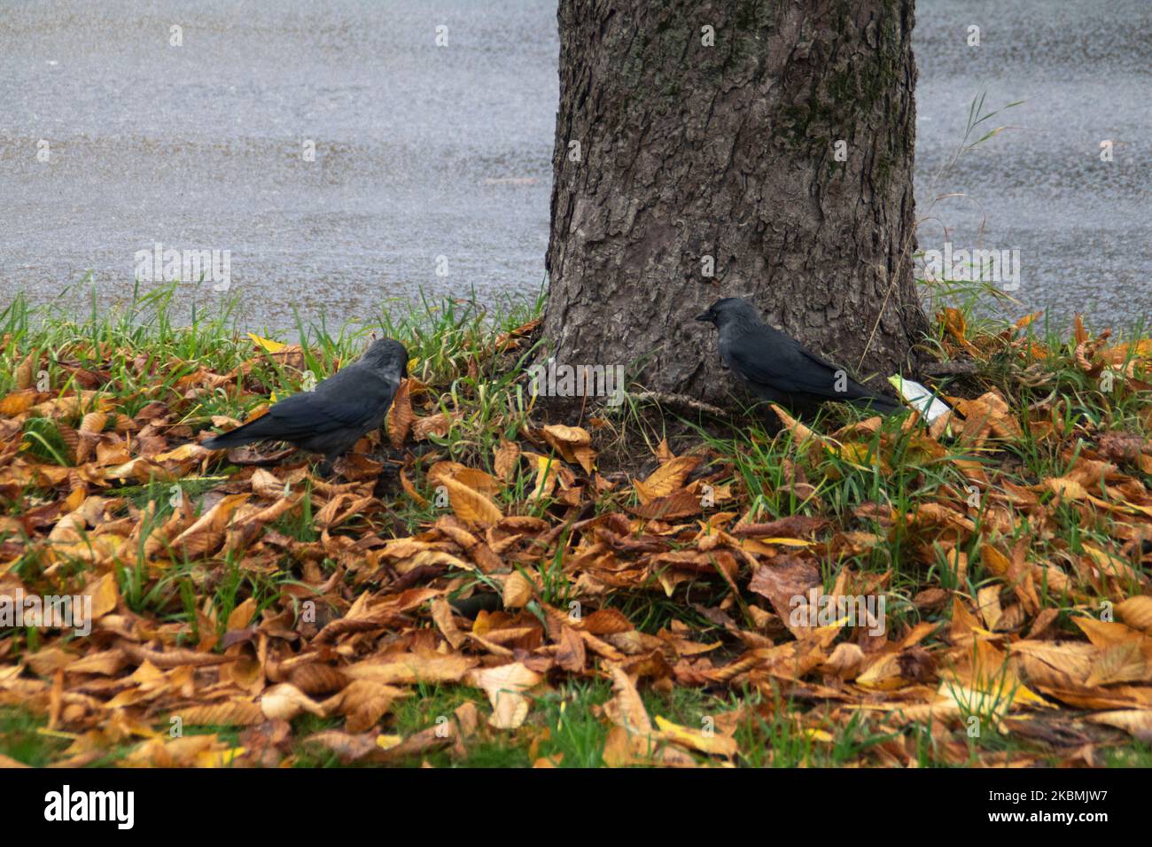 photo the raven bird near the tree standing on the fallen leaves in the ...
