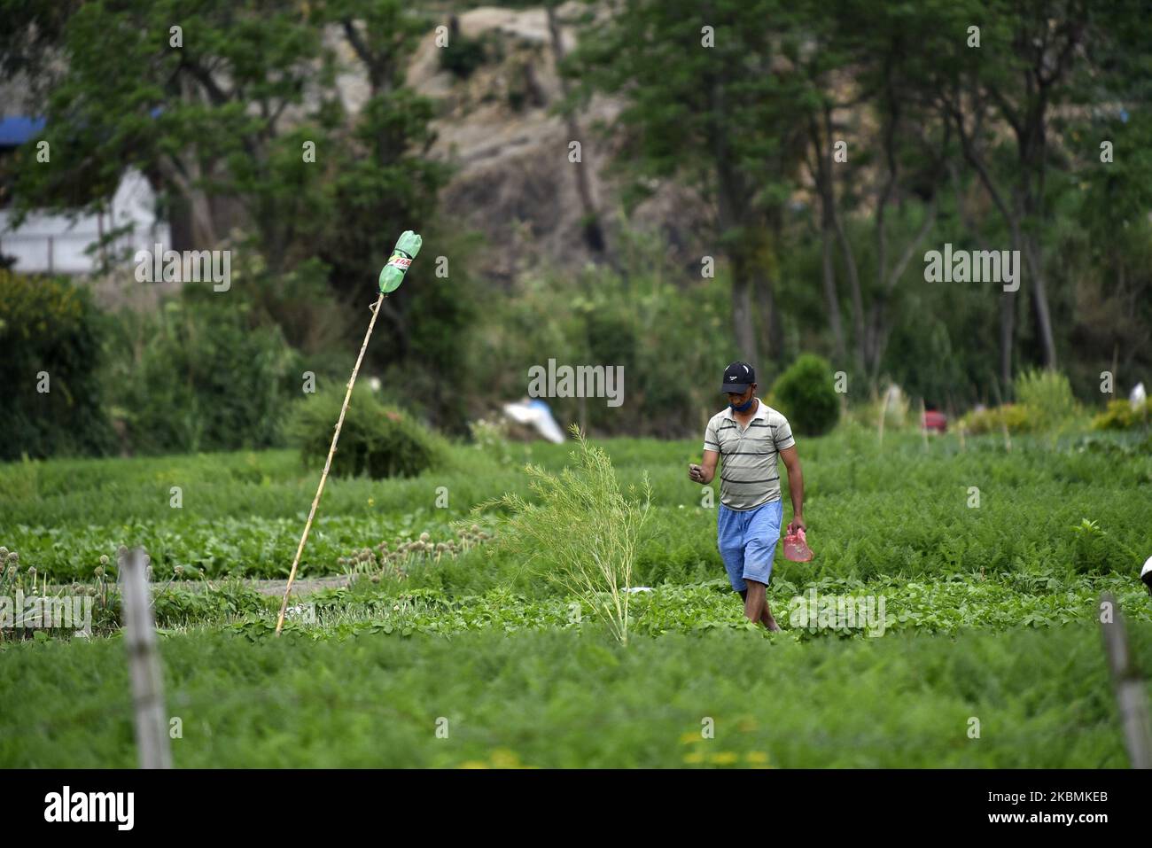 Spreading fertilizer in india hi-res stock photography and images - Alamy