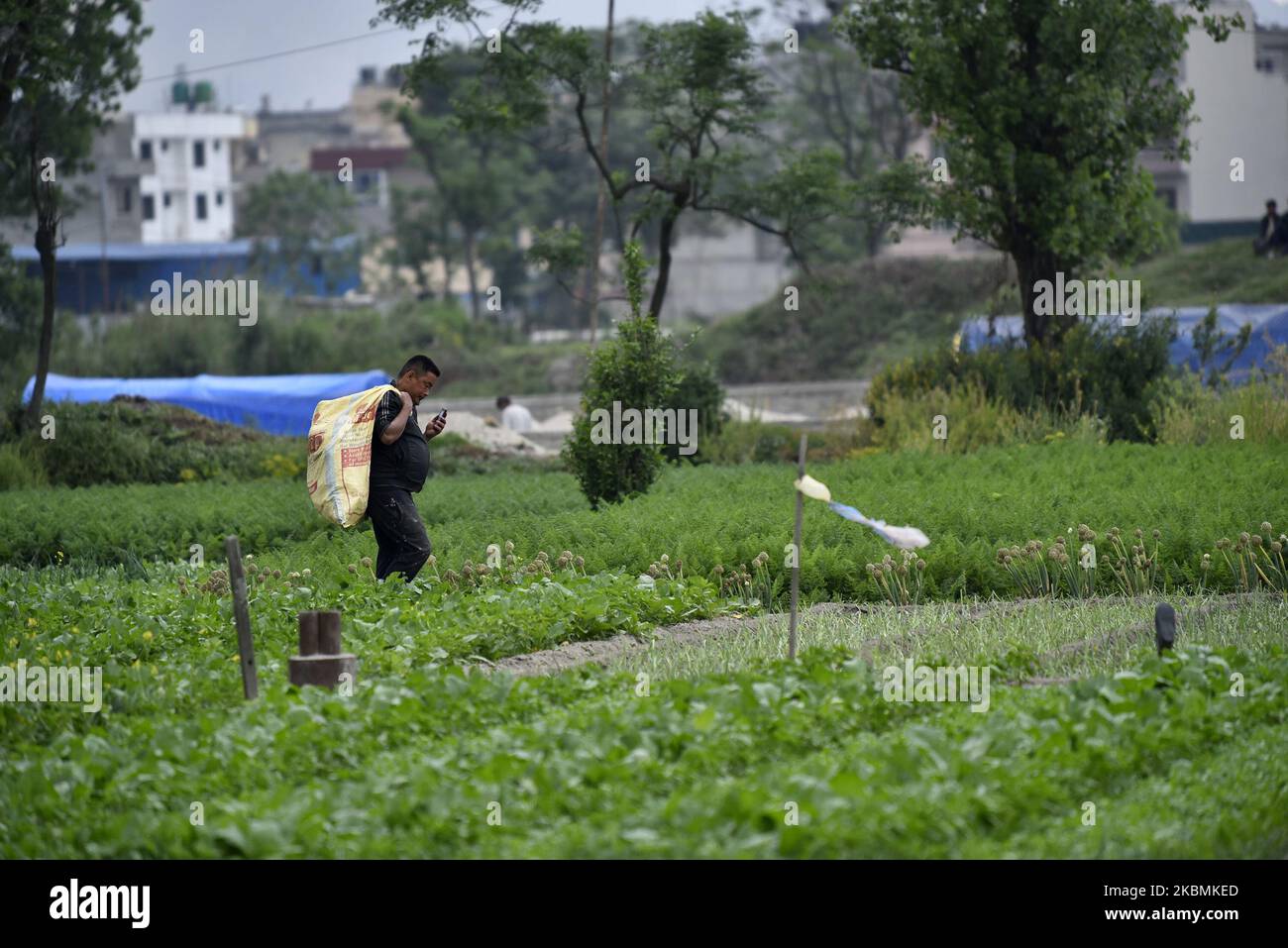 A Nepalese farmer listening news in mobile as working on vegetables ...