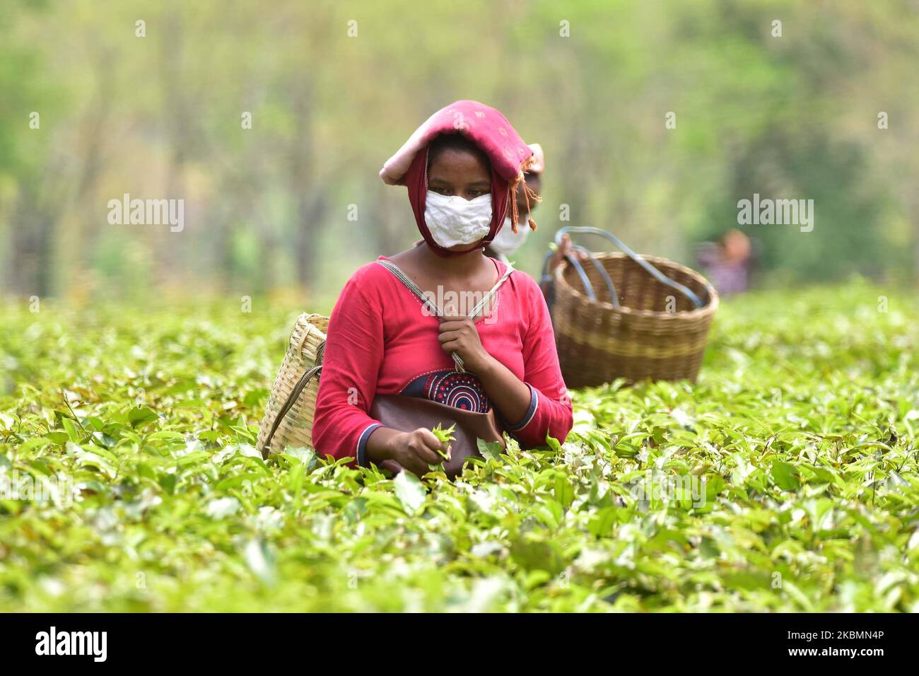 Tea plantation worker wearing mask as they picks leave during a nationwide lockdown in the wake ...