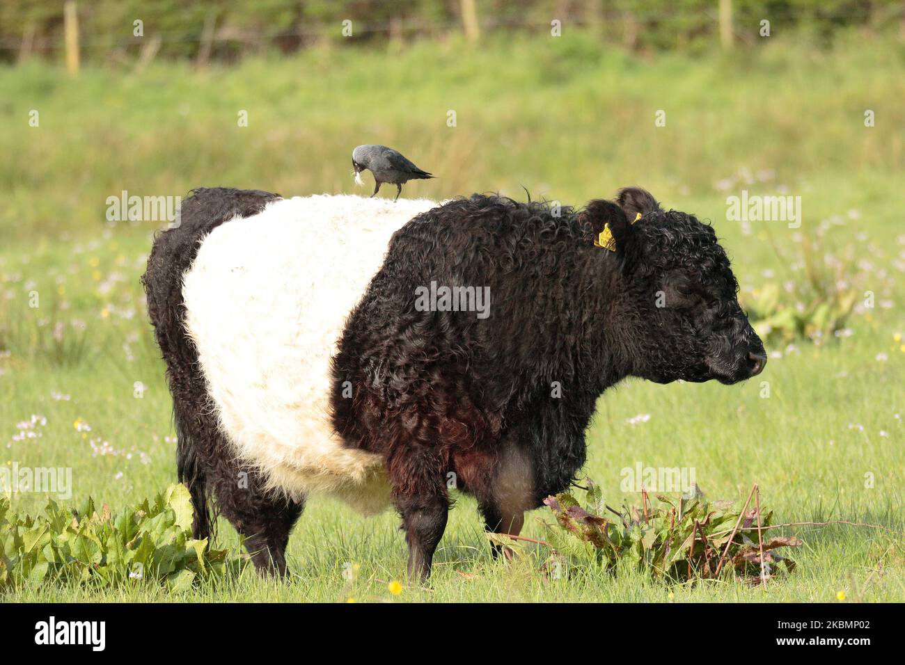 Belted Galloway cattle Stock Photo - Alamy