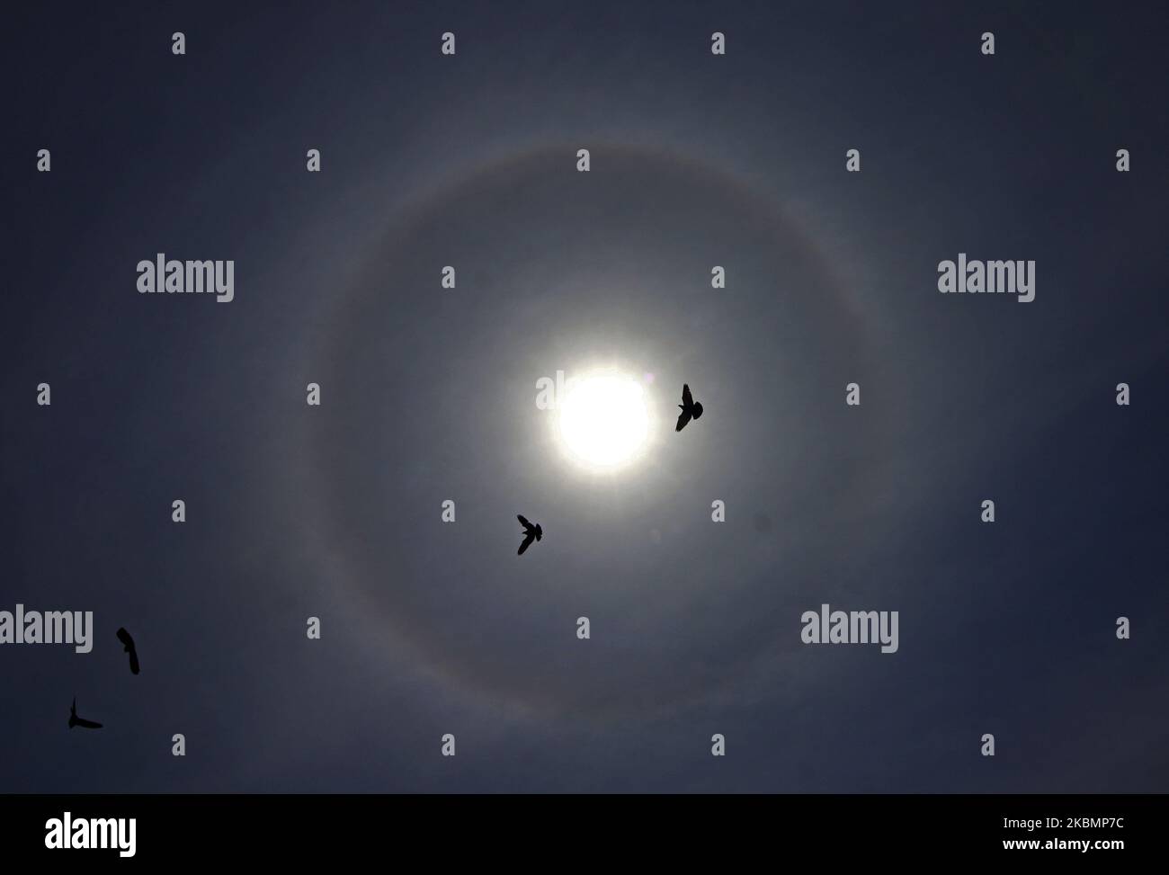 Pigeons fly as solar halo shines over Srinagar,Kashmir on April 22 ...