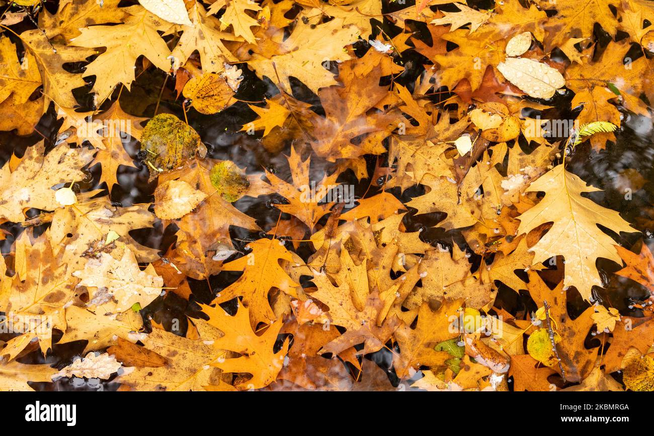 Colourful fall leaves in pond lake water, floating autumn leaf. Fall season leaves in rain ...