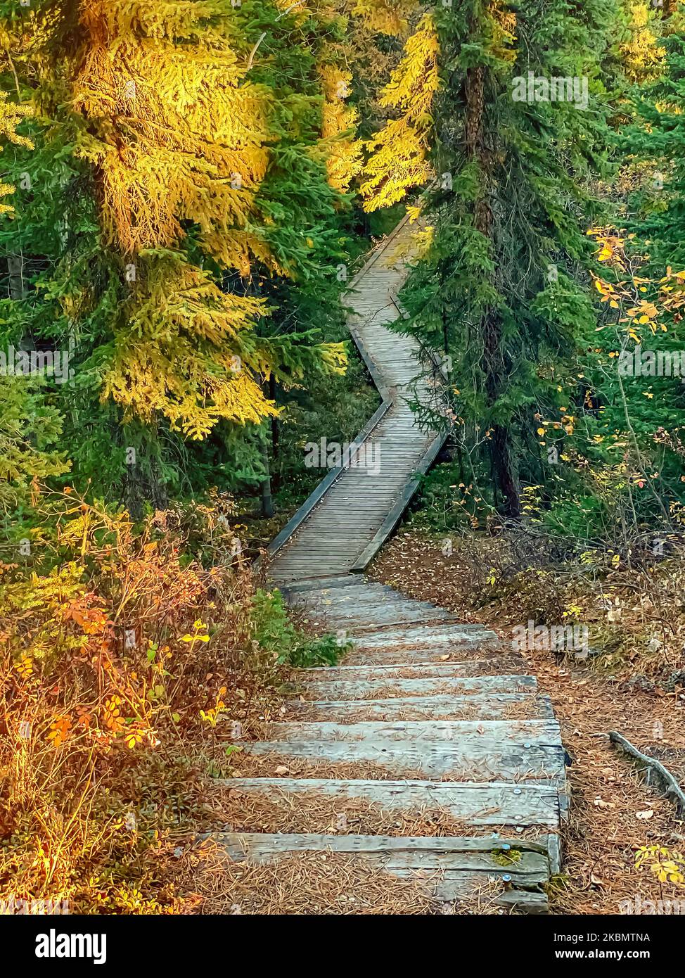 wooden bridge in forest between pine trees Stock Photo - Alamy