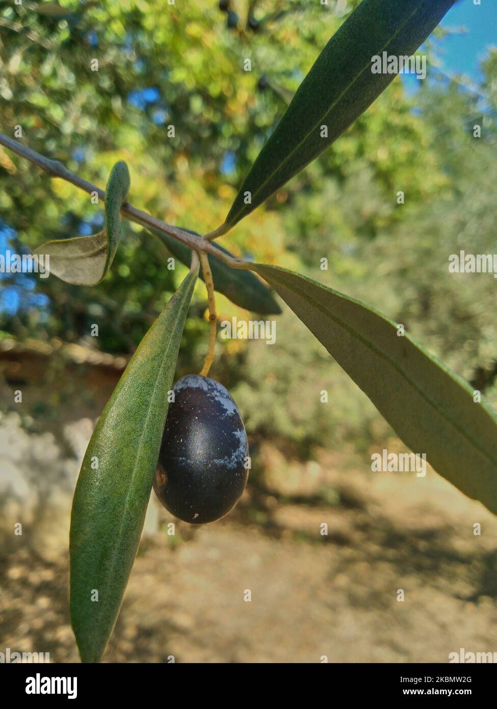Single black olive with leaf on a branch, close-up and selective focus ...