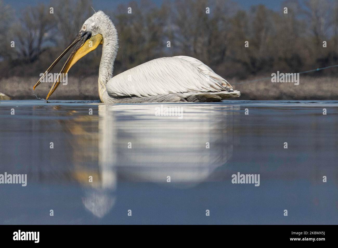 Pelicans birds as seen floating in the water in Kerkini lake in Serres ...
