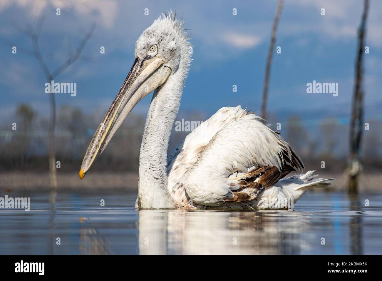 Pelicans birds as seen floating in the water in Kerkini lake in Serres ...