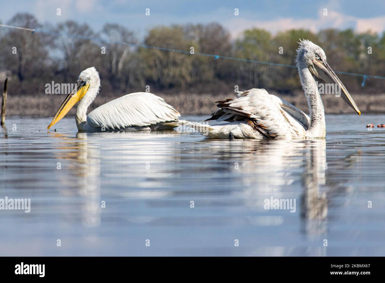 Pelicans birds as seen floating in the water in Kerkini lake in Serres ...