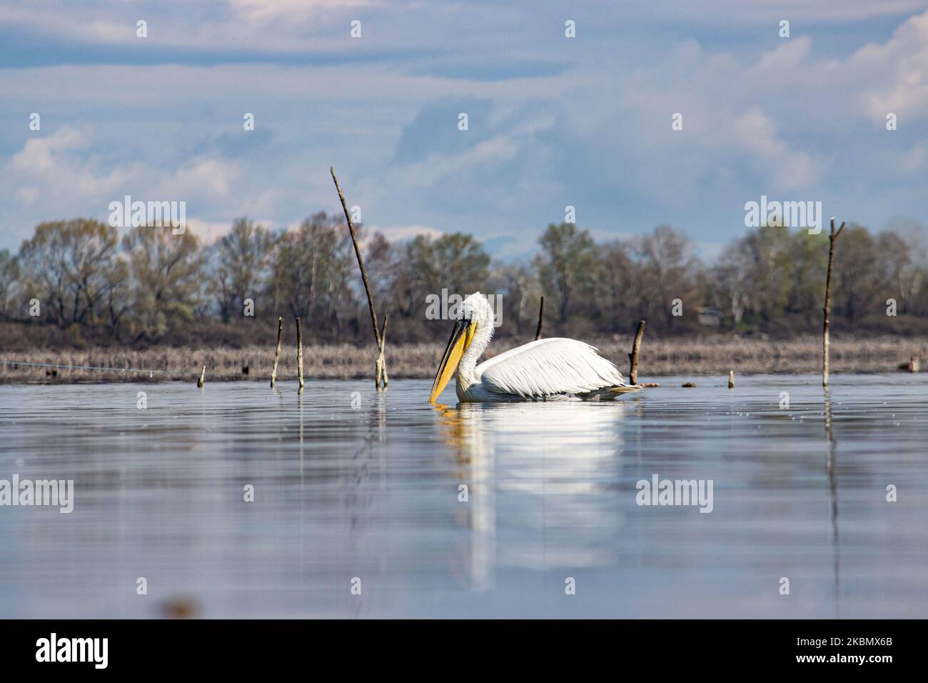 Pelicans birds as seen floating in the water in Kerkini lake in Serres ...