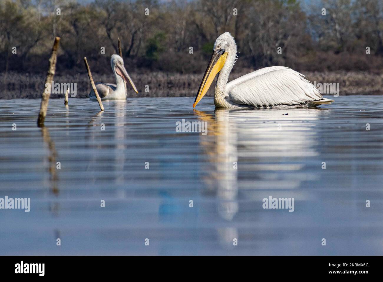 Pelicans birds as seen floating in the water in Kerkini lake in Serres ...