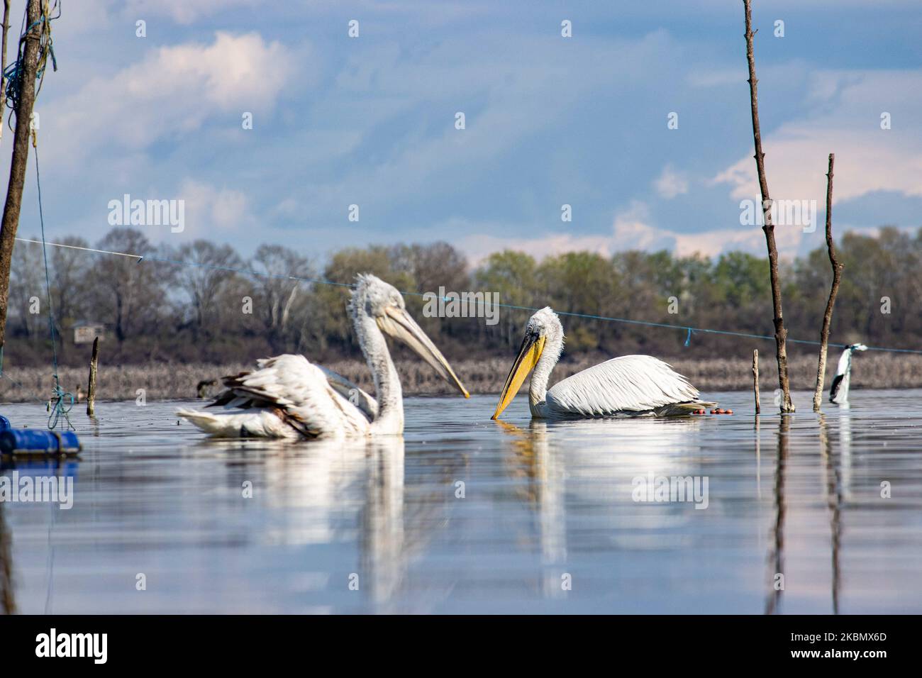 Pelicans birds as seen floating in the water in Kerkini lake in Serres ...