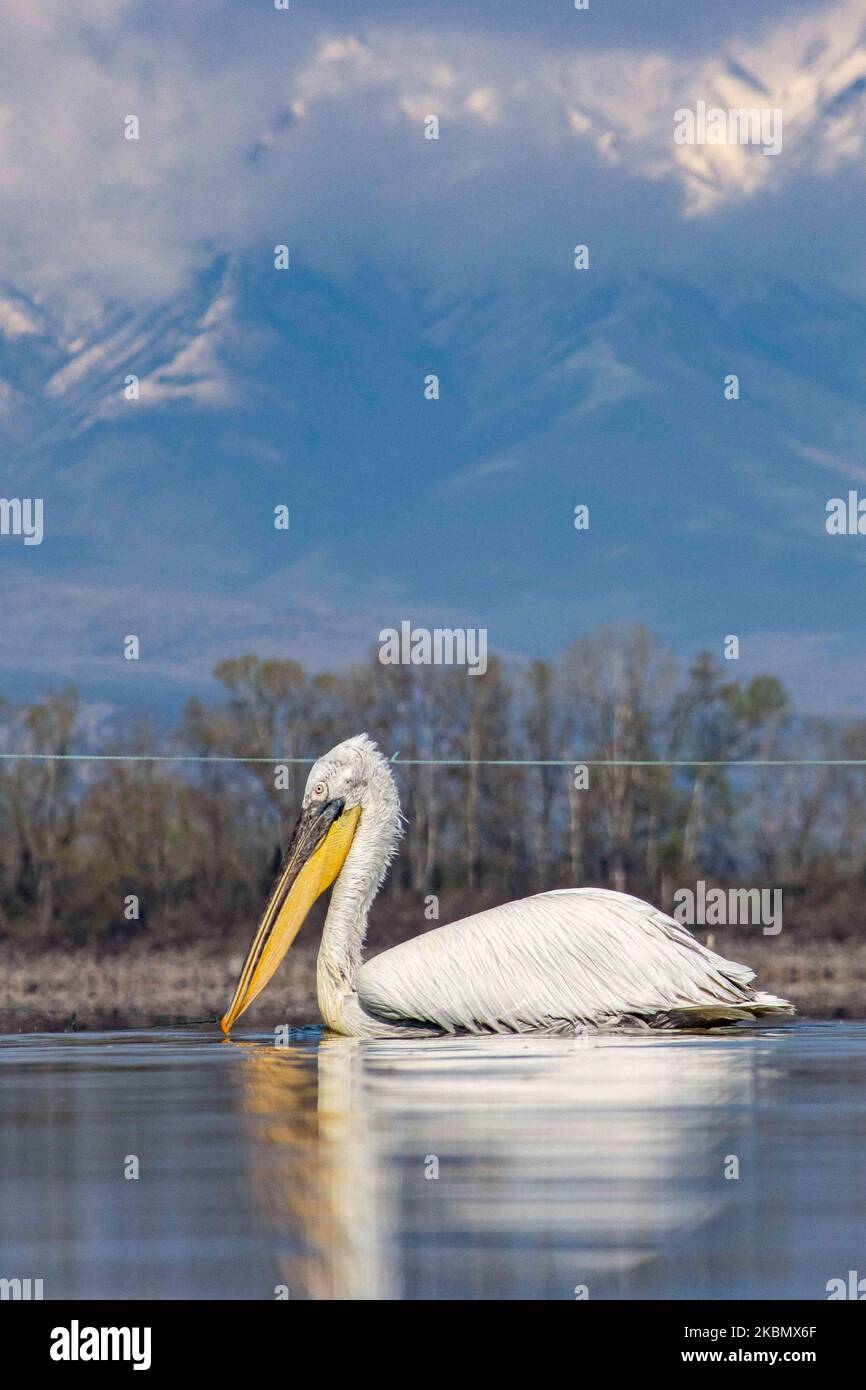 Pelicans birds as seen floating in the water in Kerkini lake in Serres ...