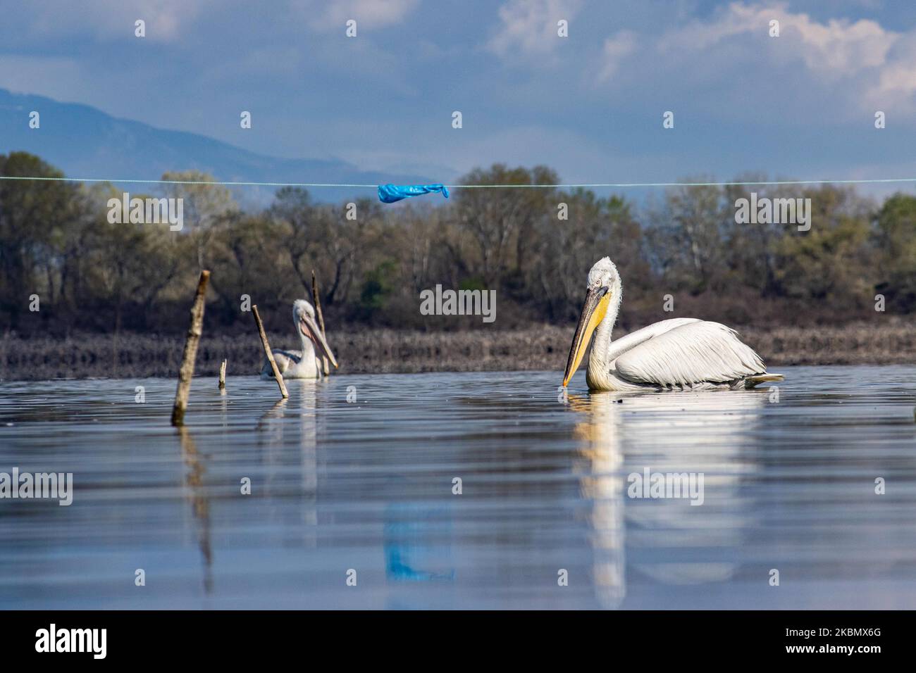 Pelicans birds as seen floating in the water in Kerkini lake in Serres ...