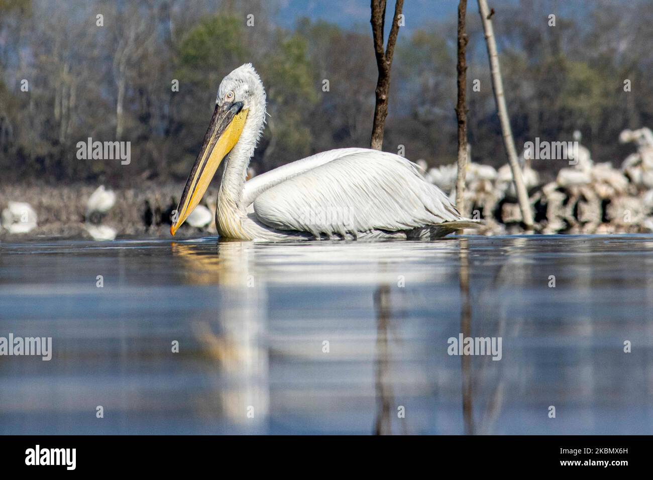 Pelicans birds as seen floating in the water in Kerkini lake in Serres ...