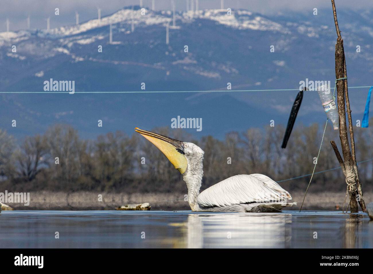 Pelicans birds as seen floating in the water in Kerkini lake in Serres ...