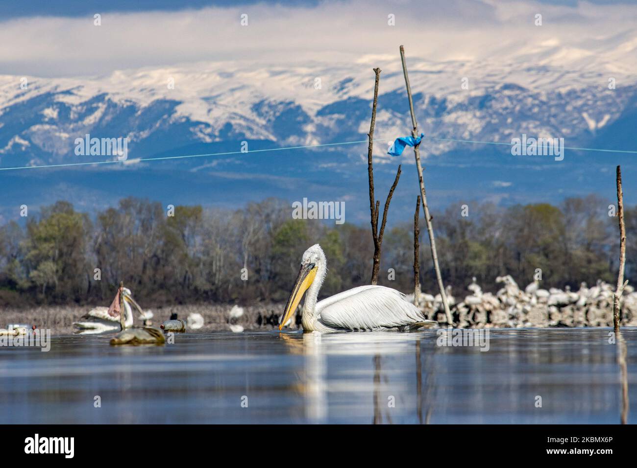Pelicans birds as seen floating in the water in Kerkini lake in Serres ...