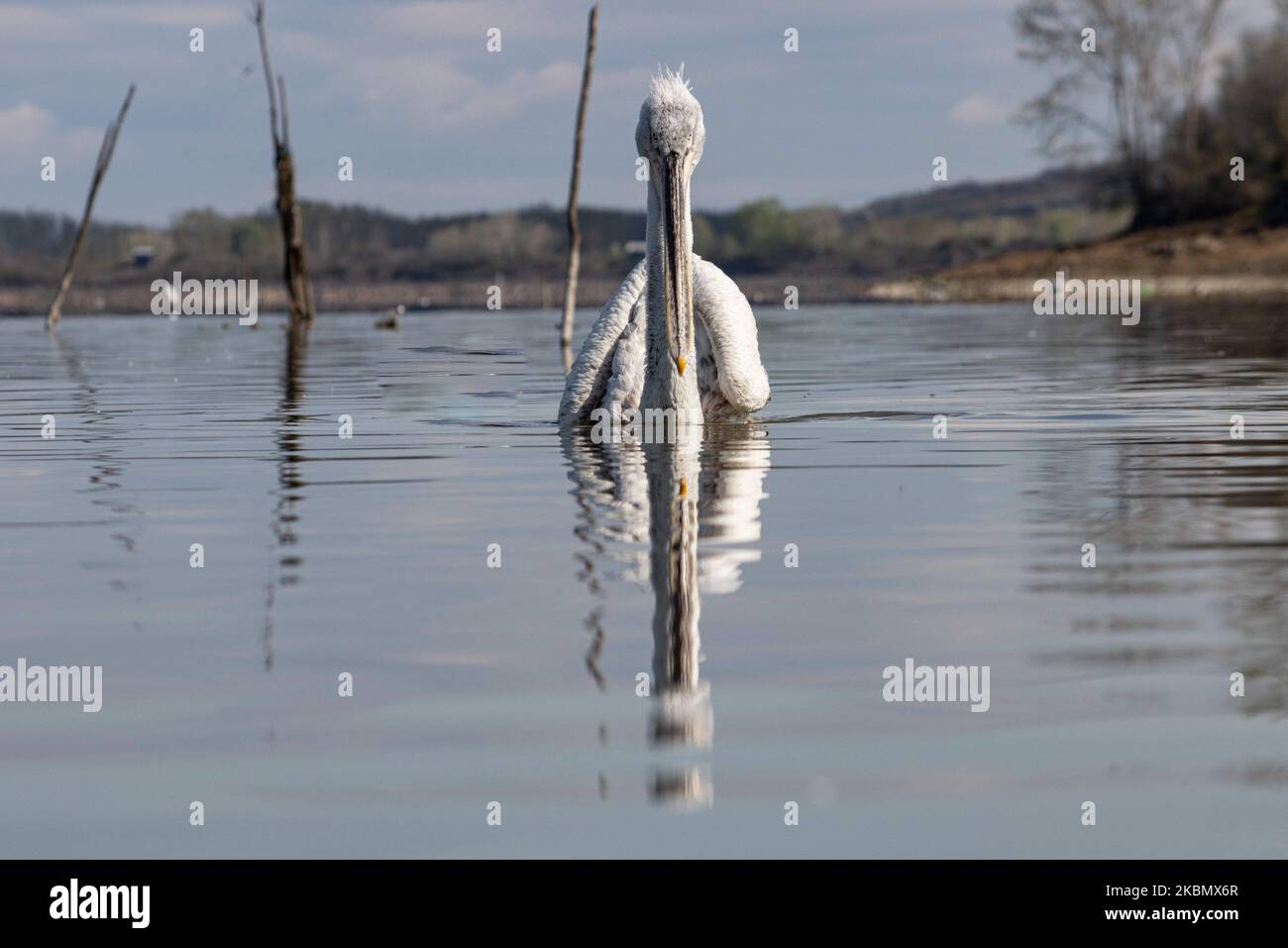 Pelicans birds as seen floating in the water in Kerkini lake in Serres ...