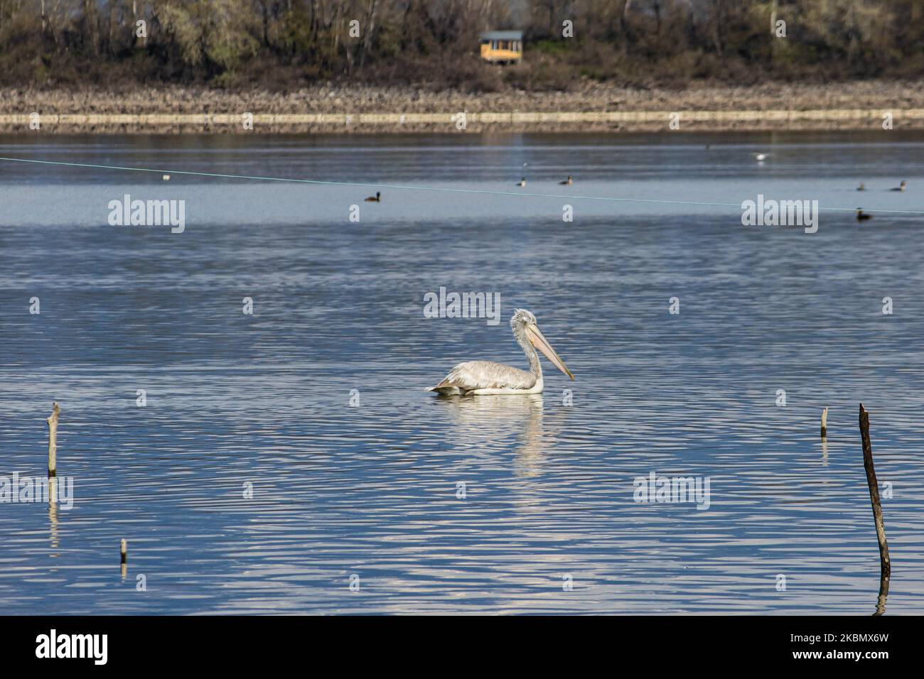 Pelicans birds as seen floating in the water in Kerkini lake in Serres ...