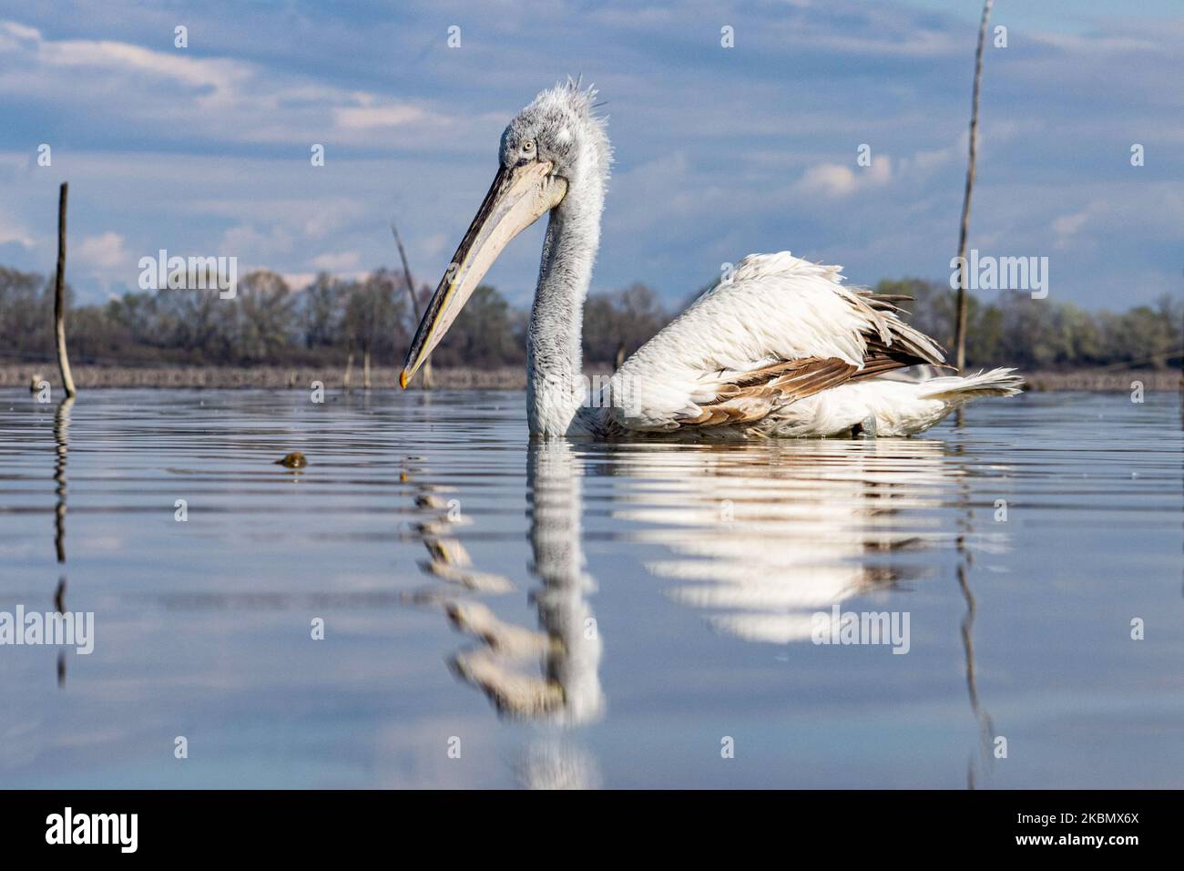 Pelicans birds as seen floating in the water in Kerkini lake in Serres ...