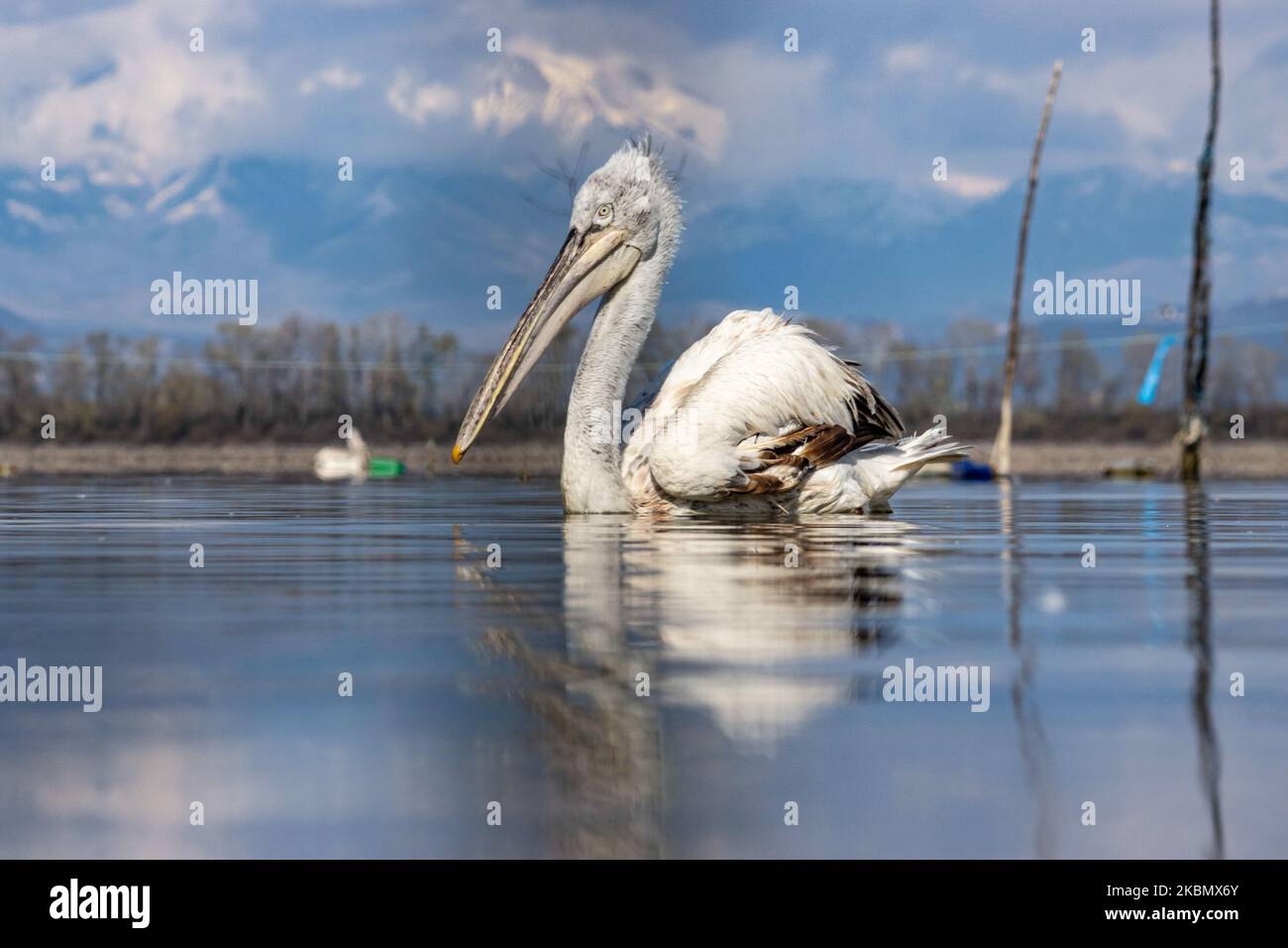 Pelicans birds as seen floating in the water in Kerkini lake in Serres ...