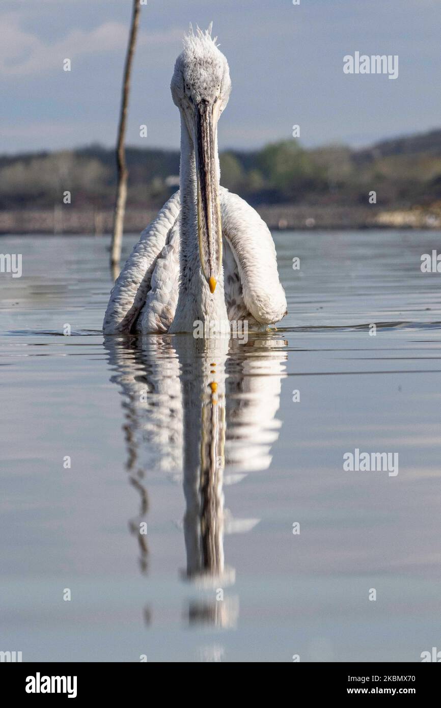 Pelicans birds as seen floating in the water in Kerkini lake in Serres ...