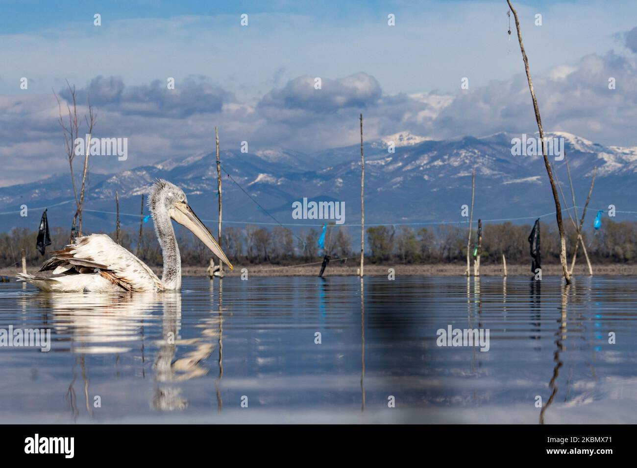 Pelicans birds as seen floating in the water in Kerkini lake in Serres ...