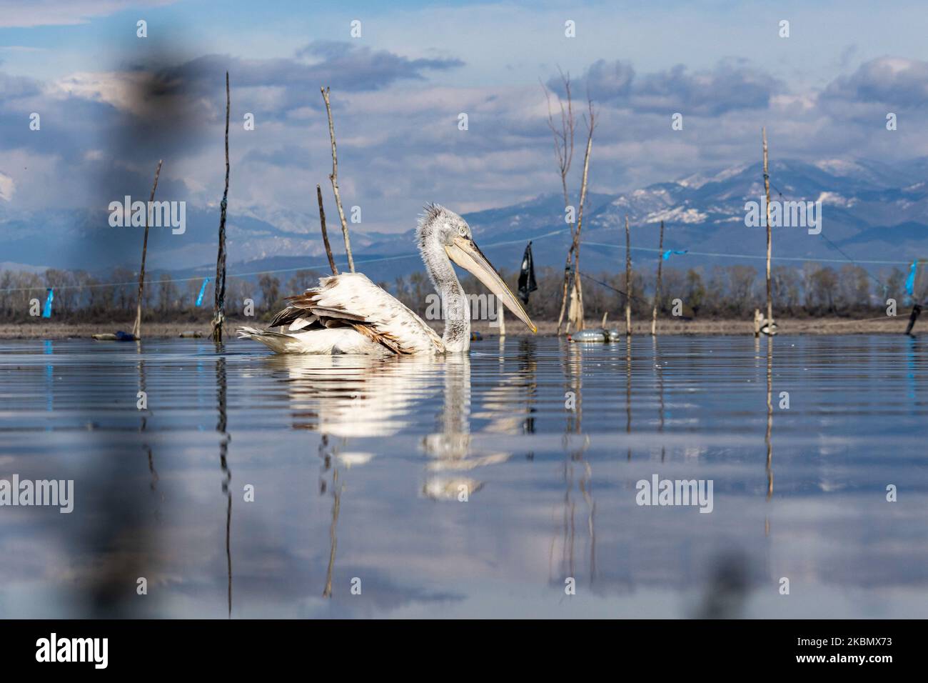 Pelicans birds as seen floating in the water in Kerkini lake in Serres ...