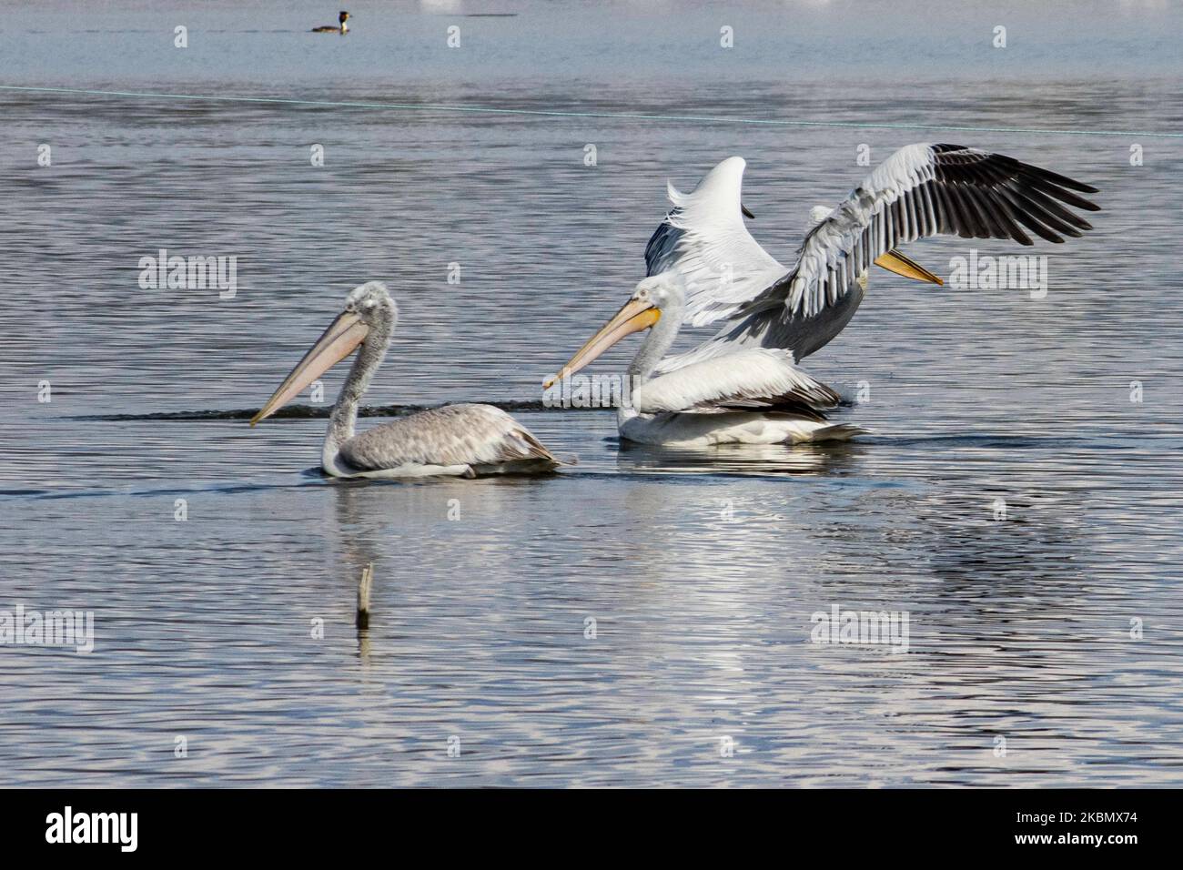 Pelicans birds as seen floating in the water in Kerkini lake in Serres ...